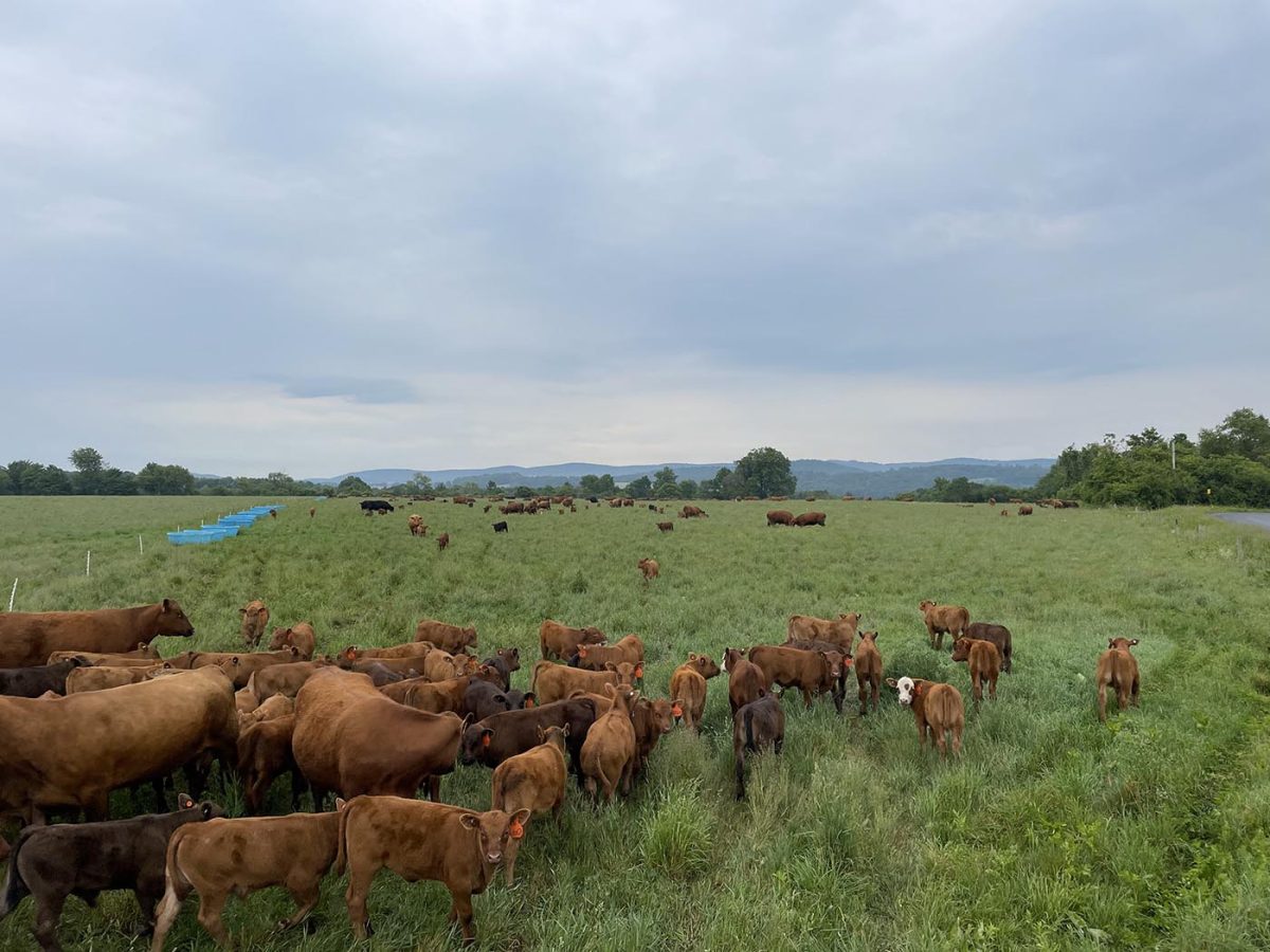 Gallery – Grass Fed & Finished Beef | Little Lakes Ranch | Richfield ...